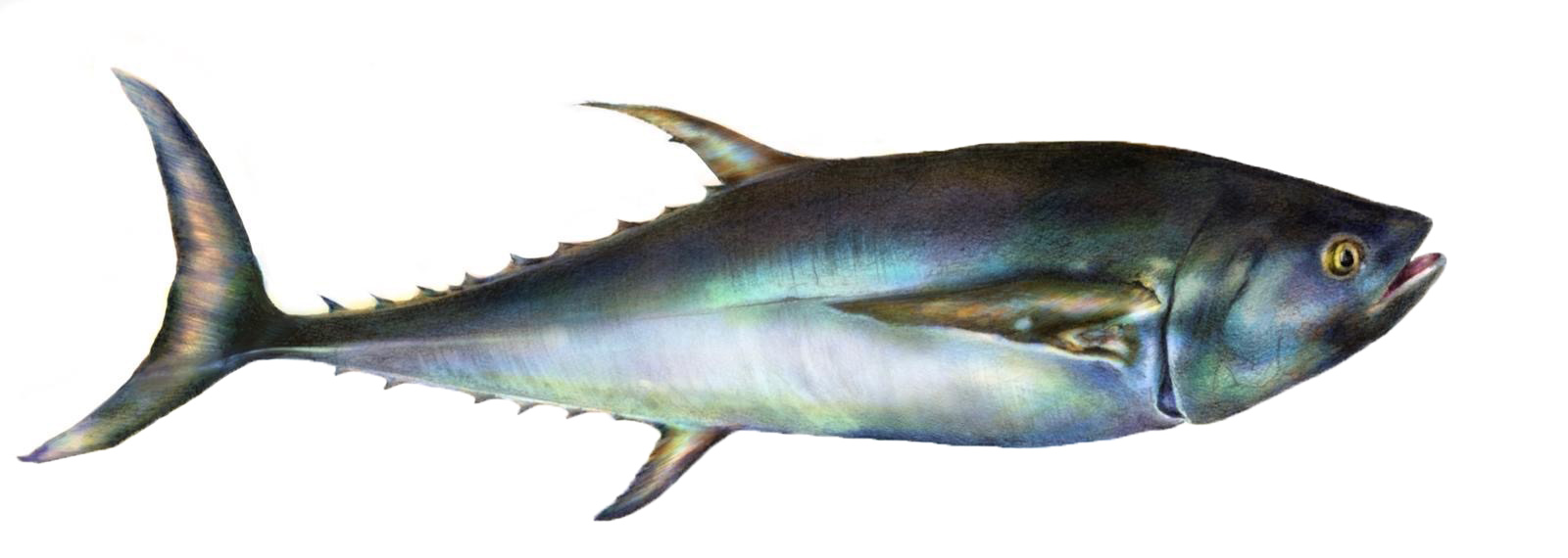 Tuna Ceviche By Mark Hix » Food, Most Recent - Marshwood Vale Magazine