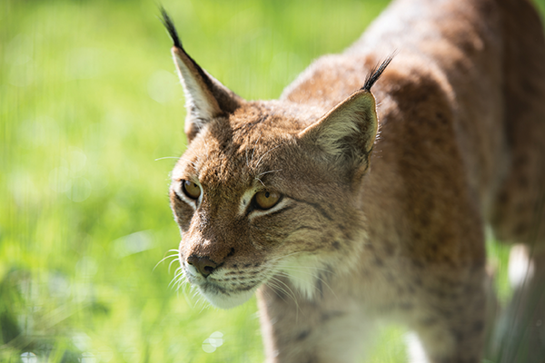 The R-Word - Apex predators; the big, (not so) bad beasts » Environment ...