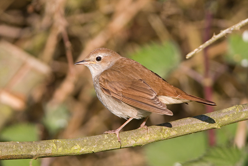 Nature Studies - the plight of the nightingale » Most Recent, Nature ...