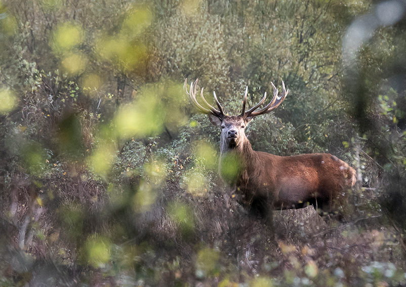The R Word: Oh deer! » Environment, Most Recent - Marshwood Vale Magazine