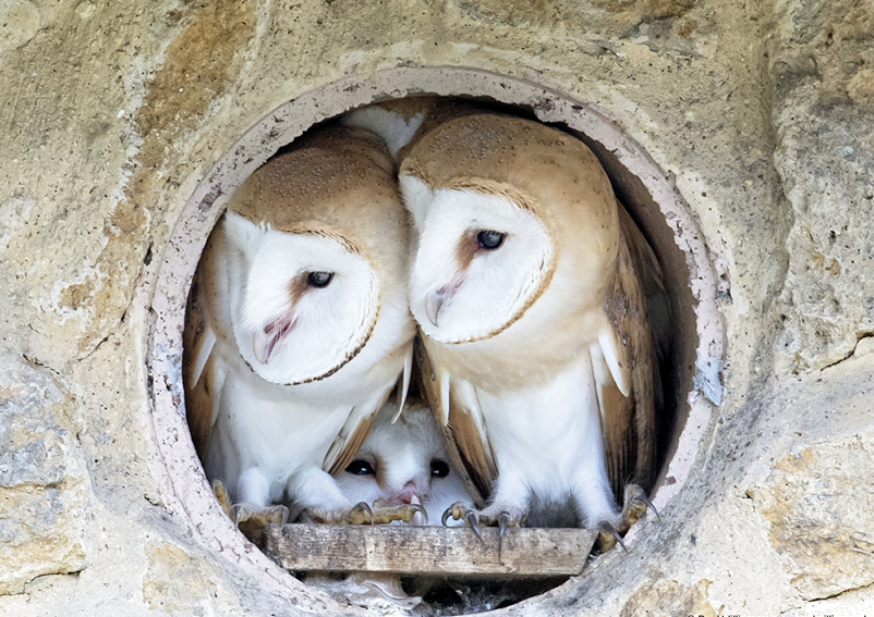Adopt an owl with the gift of wildlife » Most Recent, Nature ...